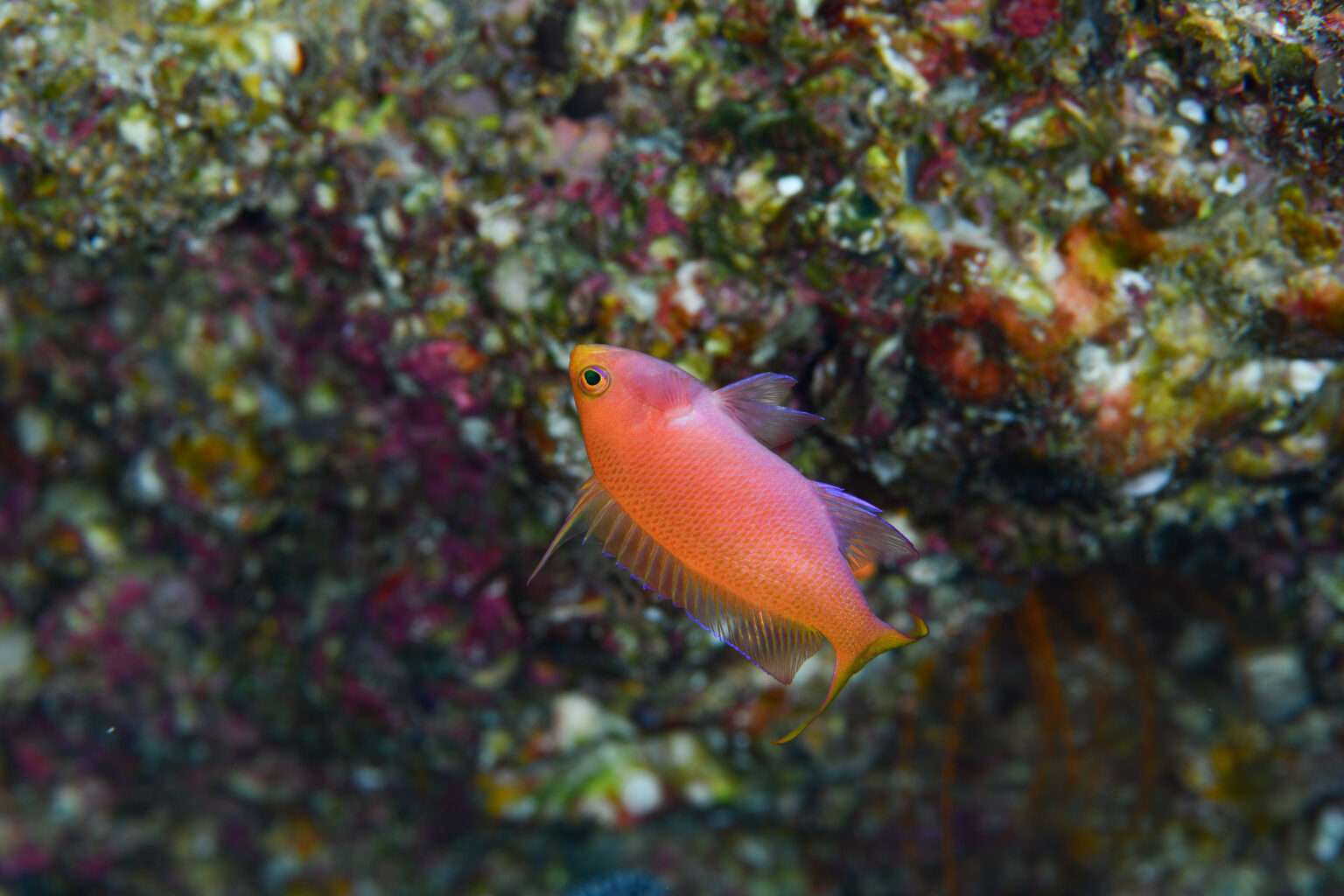【ハナダイの仲間】フチドリハナダイ（Pseudanthias randalli） | マクロ生物の魅力