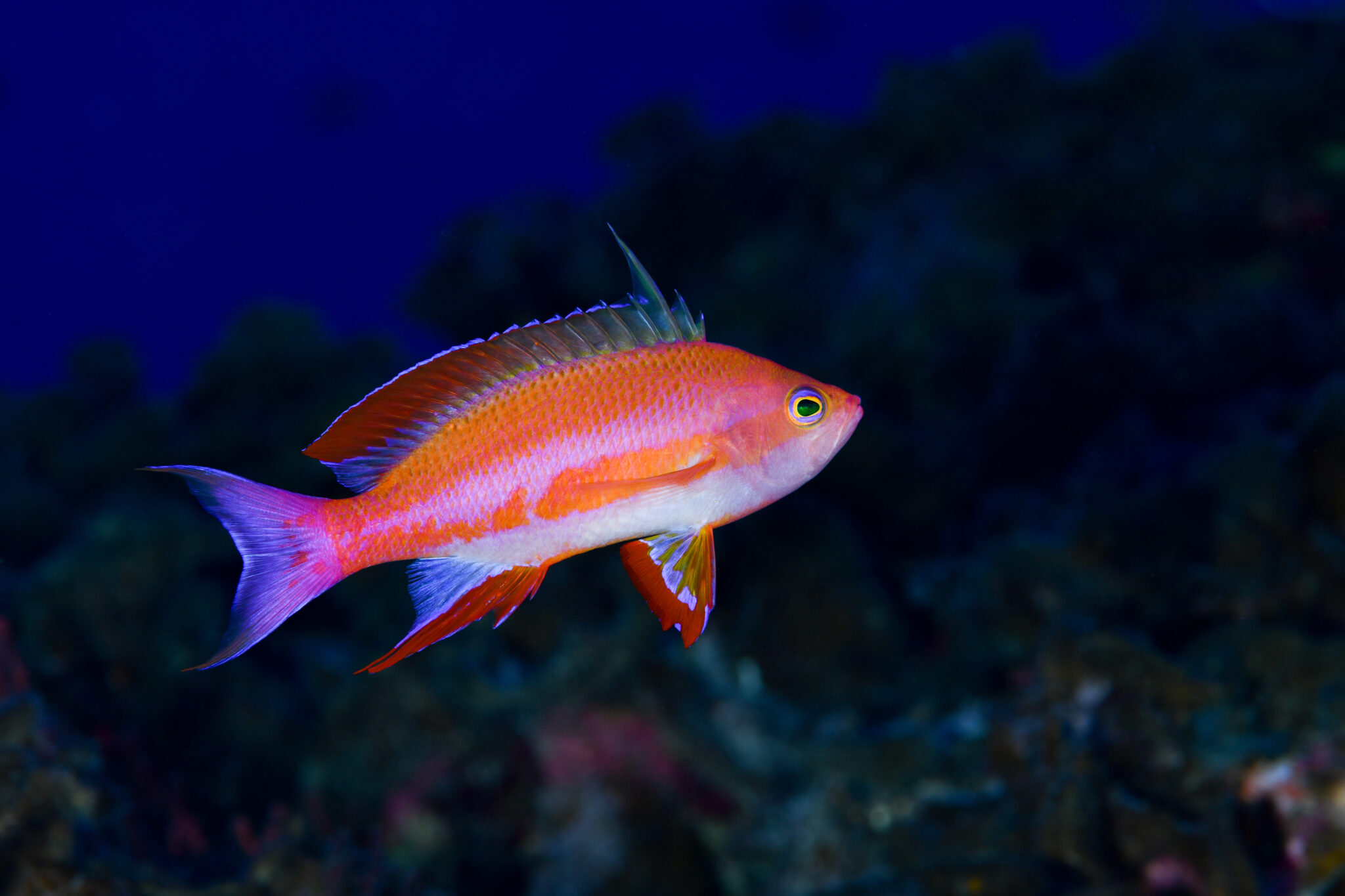 【ハナダイの仲間】フチドリハナダイ（Pseudanthias randalli） | マクロ生物の魅力