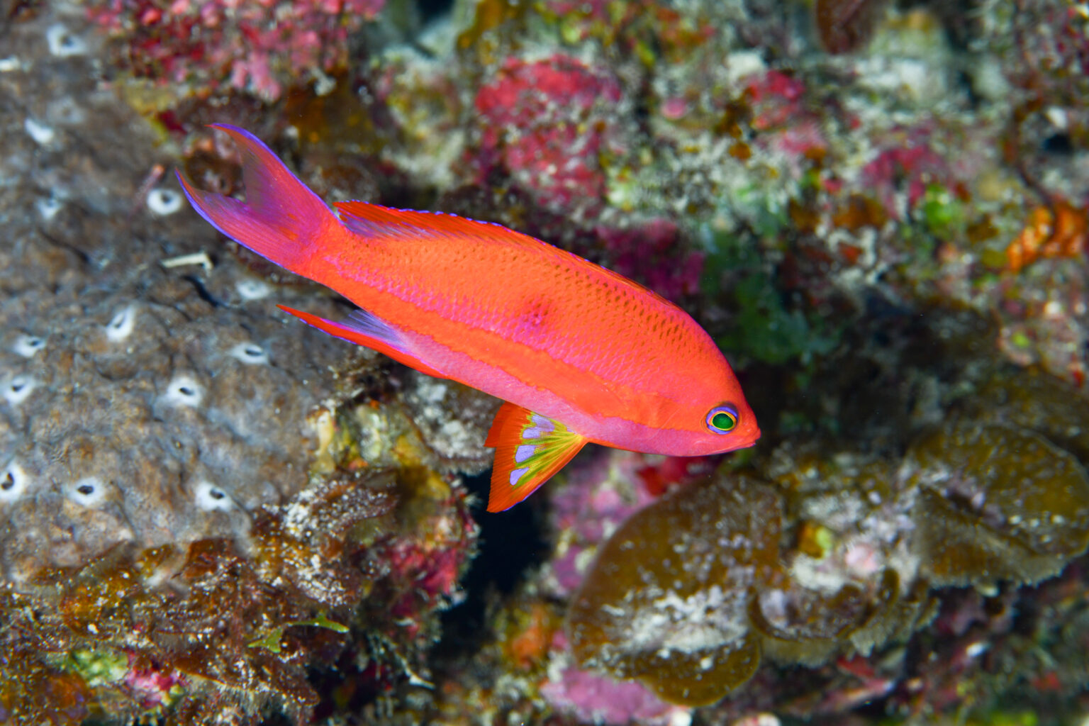 【ハナダイの仲間】フチドリハナダイ（Pseudanthias randalli） | マクロ生物の魅力